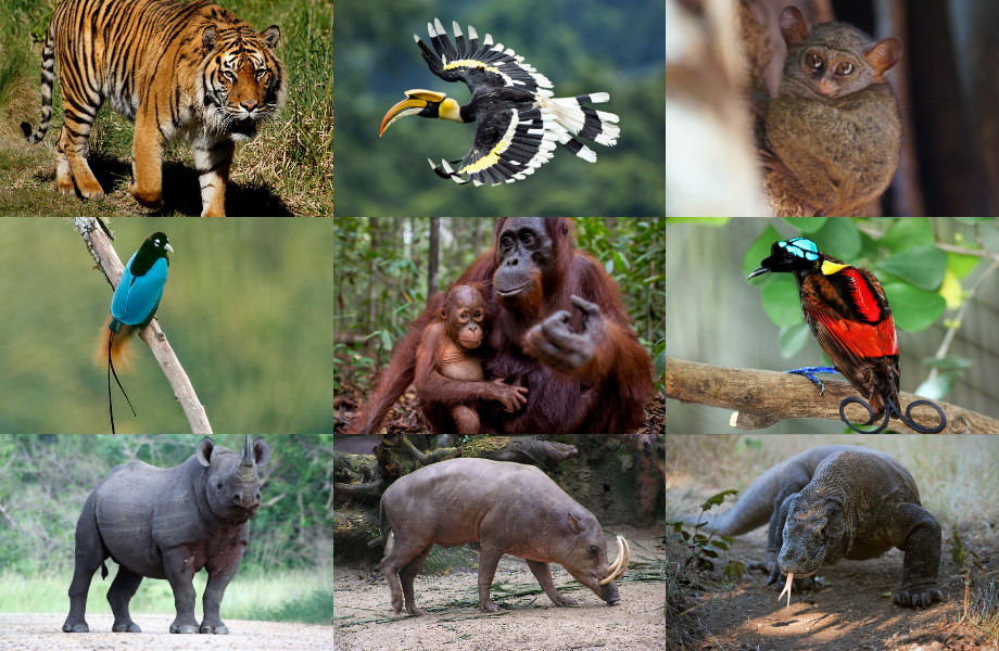 Indonesia's Native Animals Quiz - By nibperrychub