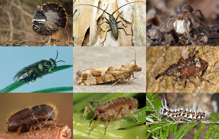 Find the Spruce Animals Quiz - By alvir28