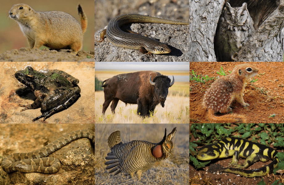 Kansas' Native Animals Quiz - By loesje11