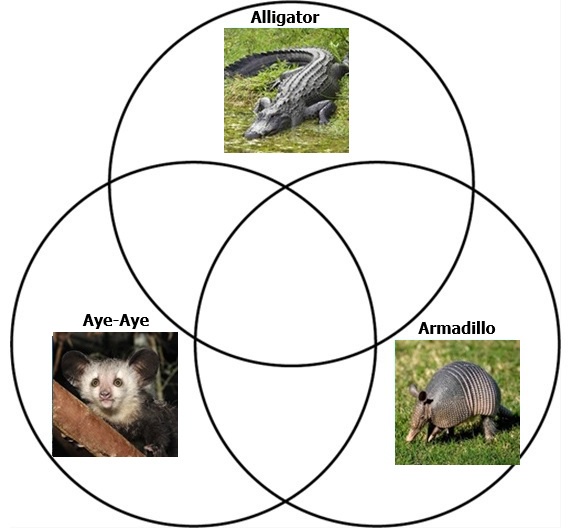 Venn Diagram : 'A' Animals II Quiz - By harleydog