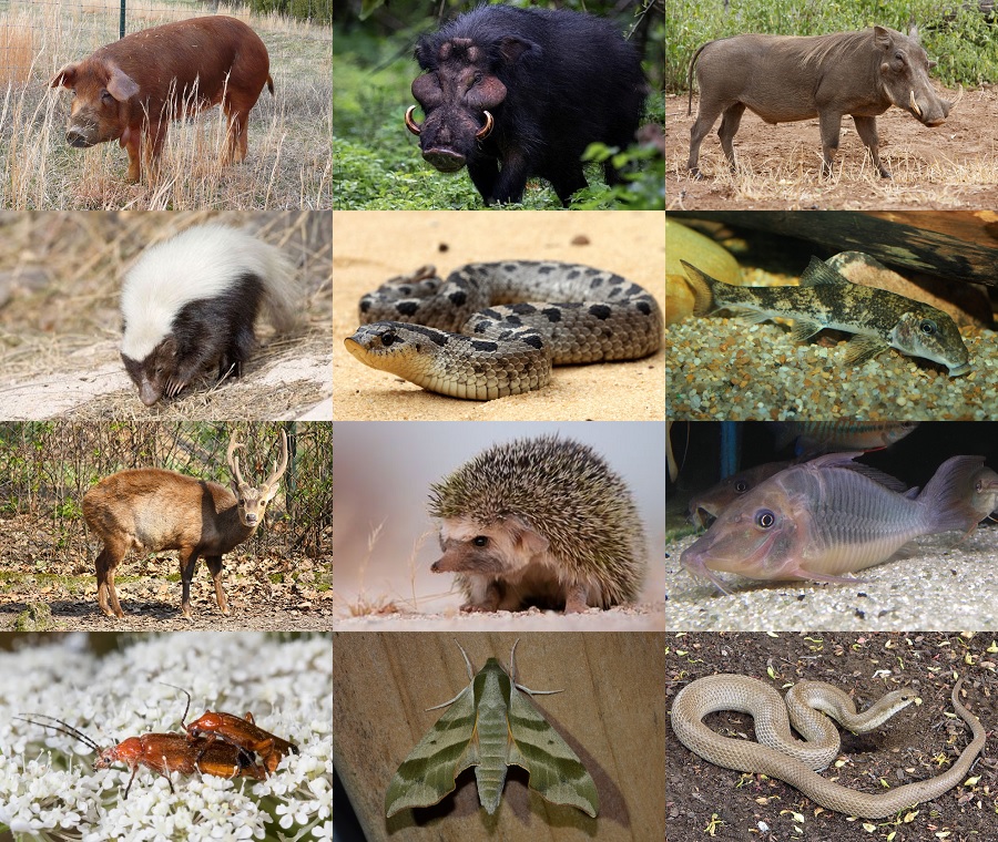 Find the Hog Animals II Quiz - By alvir28