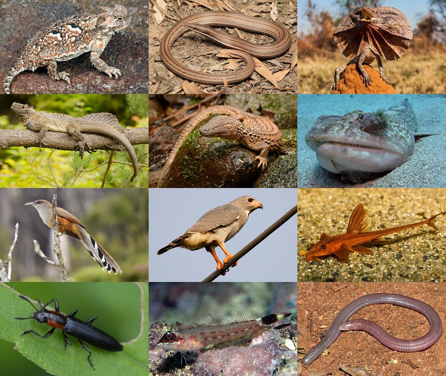 Find the Lizard Animals Quiz - By alvir28