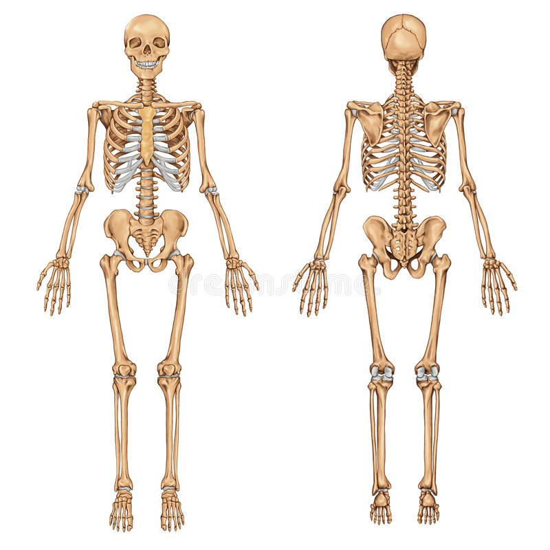 BTEC Sport Level 3 Bones Click Quiz - By edchapman86