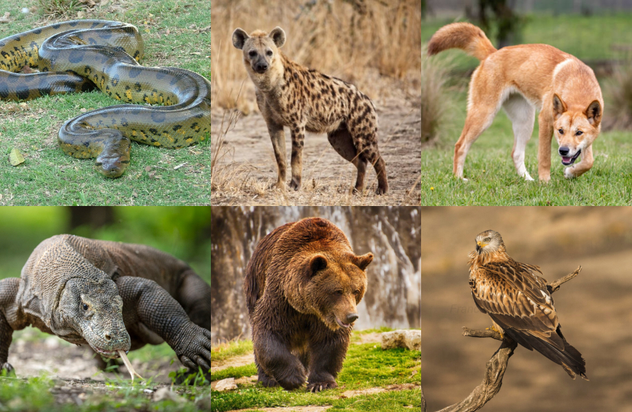 Apex Predator by Continent Quiz - By nibperrychub