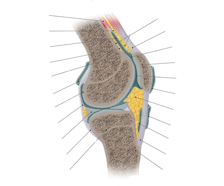 Knee Anatomy Quiz - By TomNelson1805
