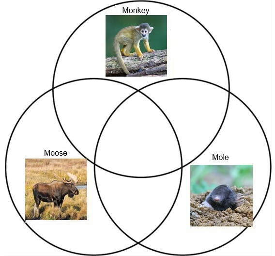 Venn Diagram : 'M' Animals II Quiz - By harleydog