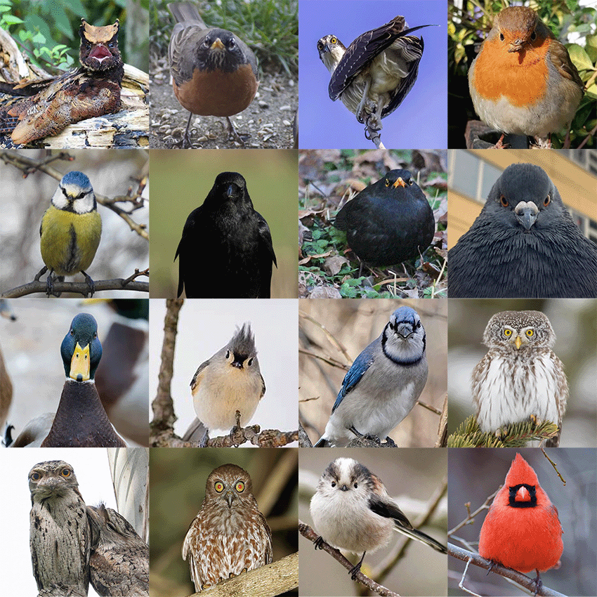 Birds Facing Forward Quiz - By DragMoogle