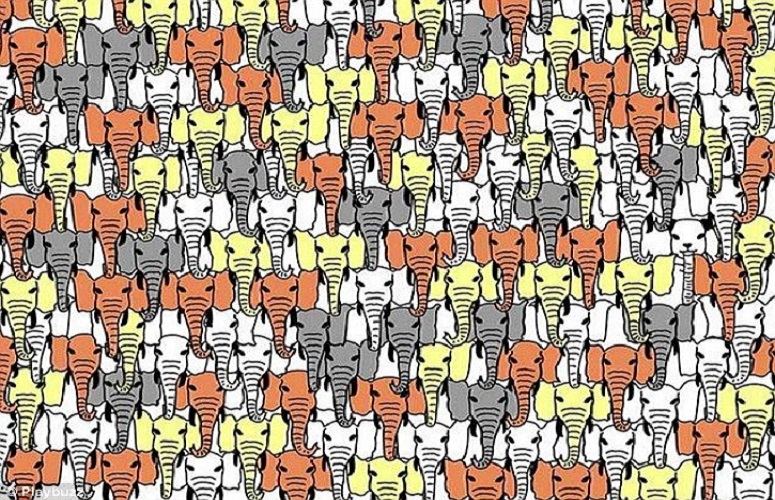 Find The Panda! Encore Quiz - By DIEGO1000