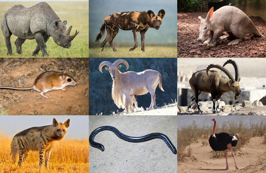 Sudan's Native Animals Quiz - By DarkAppraiser44