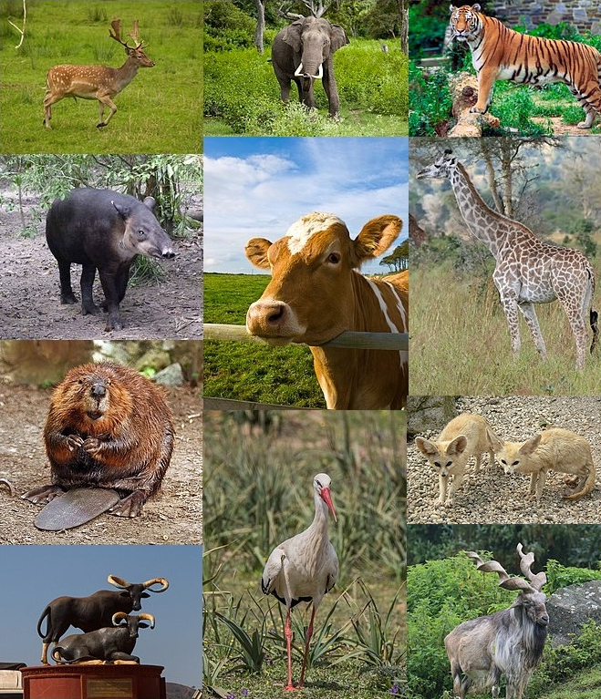 Capital Animals Quiz - By karencarpenter