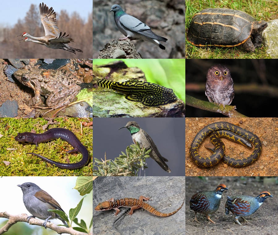 Find the Hill Animals Quiz - By alvir28