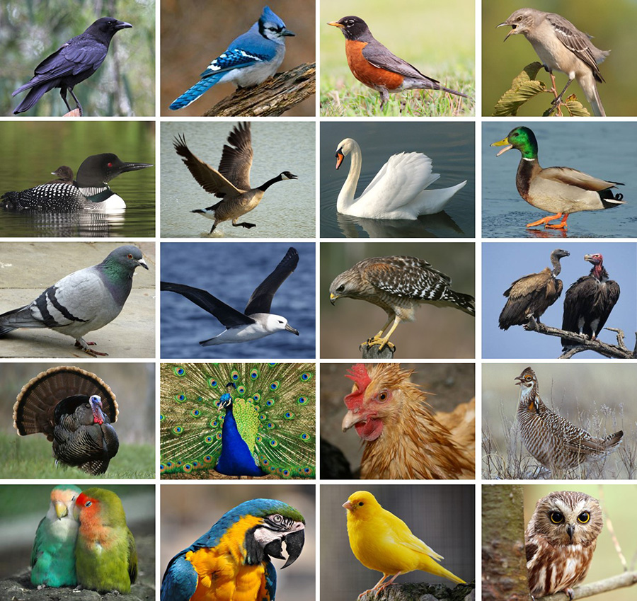 Click-a-cliche' [animal idioms #2: Birds] Quiz - By Fledermaus
