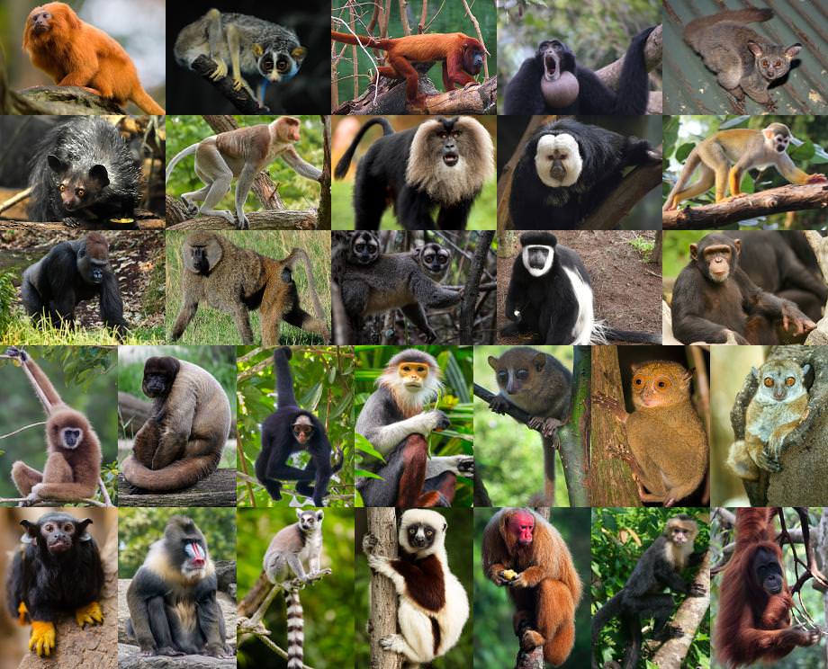 Pick a Primate Quiz - By Scuadrado