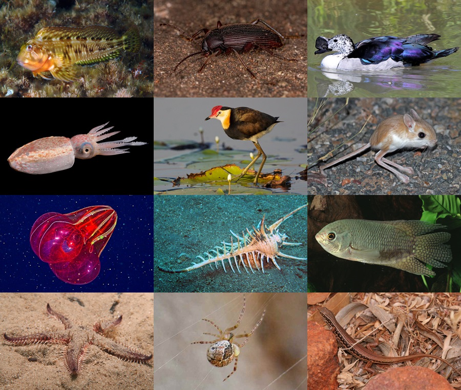 Find the Comb Animals Quiz - By alvir28