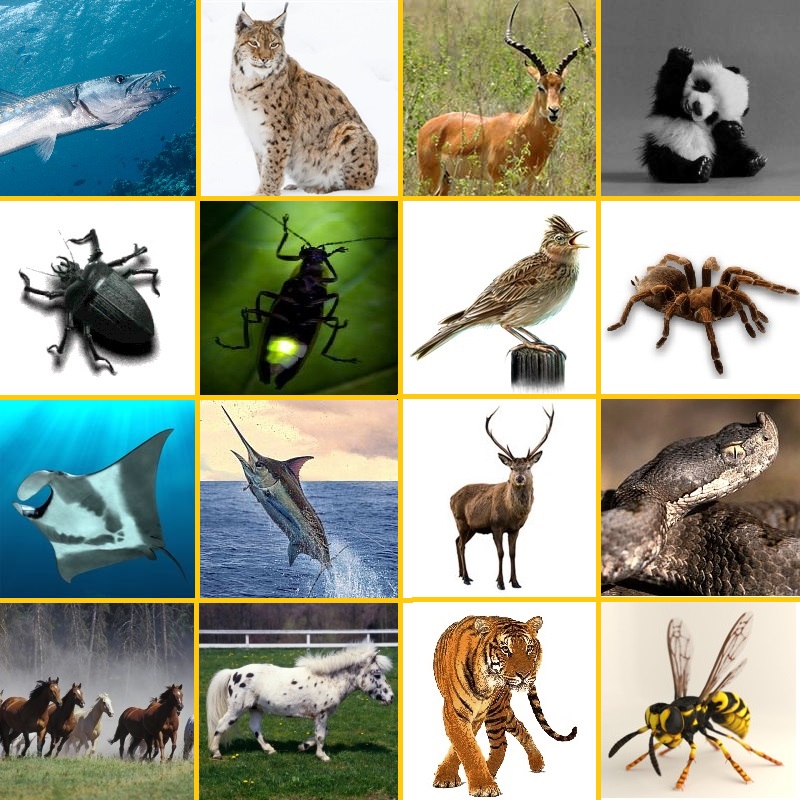 Cars with Animal names Quiz - By Pilgab