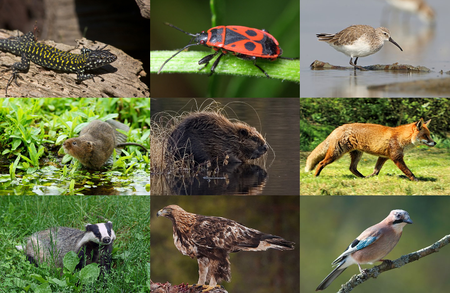 Liechtenstein's Native Animals Quiz - By Pigeonface