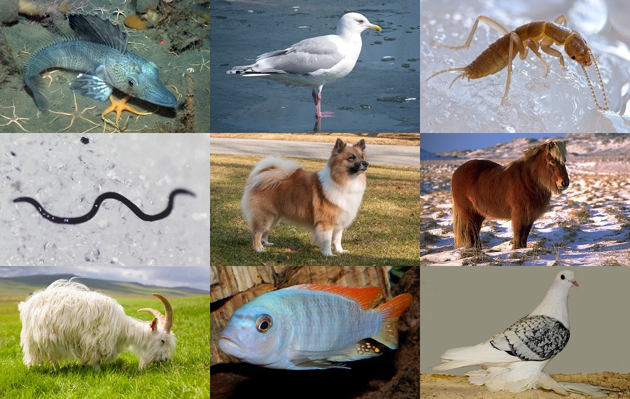 Find the Ice Animals Quiz - By alvir28