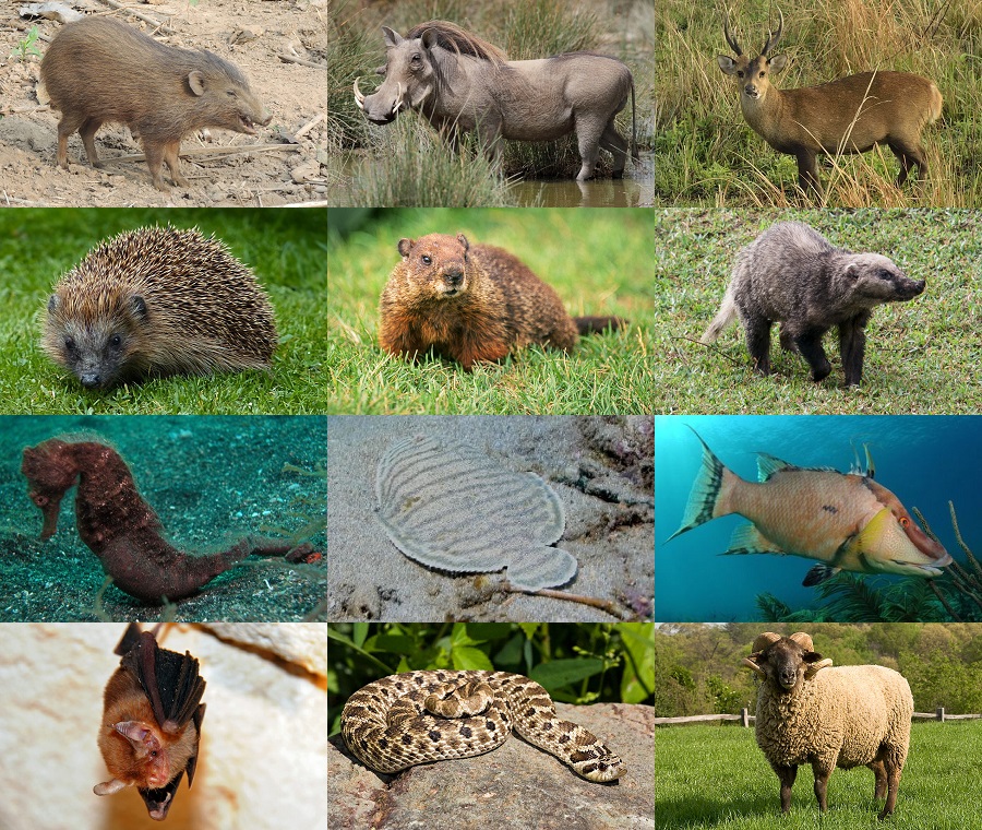 Find the Hog Animals Quiz - By alvir28