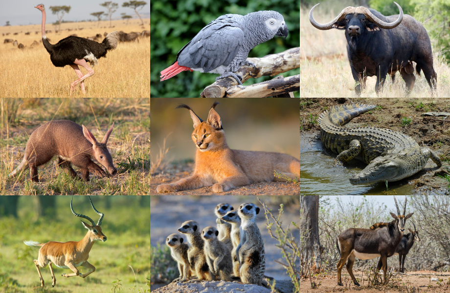 Angola's Native Animals Quiz - By nibperrychub