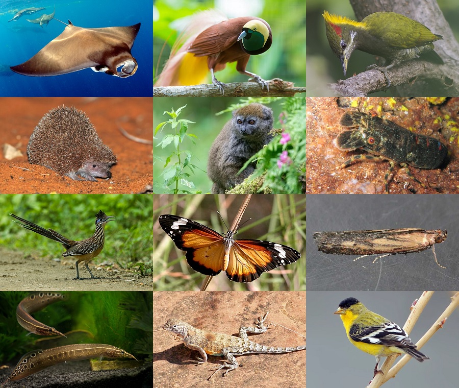 Find the Lesser Animals III Quiz - By alvir28