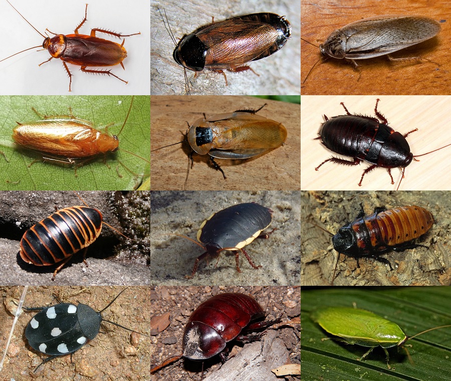 Click a Cockroach Quiz - By alvir28