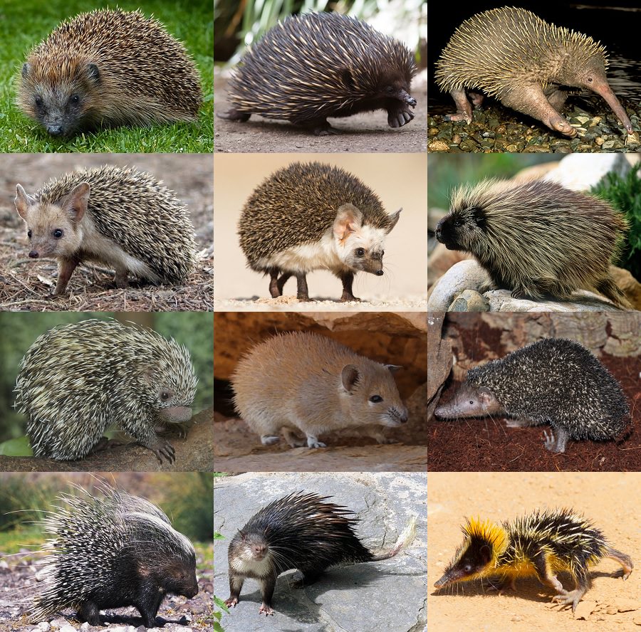 Click a Spiny Mammal Quiz - By alvir28