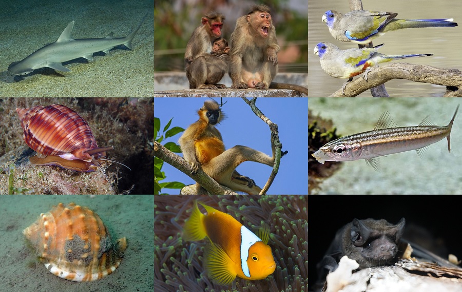 Find the Bonnet Animals Quiz - By alvir28