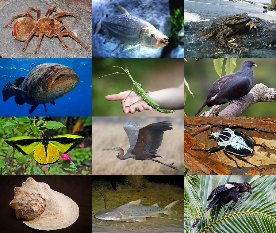 Find the Goliath Animals Quiz - By alvir28