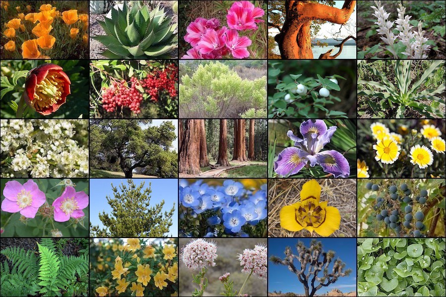 Find the California Flora Quiz - By Peacemaker