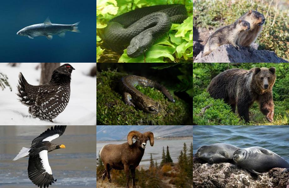 Russia's Native Animals Quiz - By Exodiafinder687