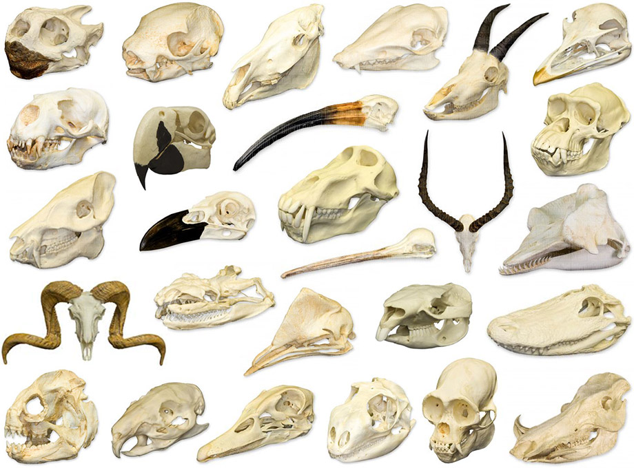 Osteology Museum: Animal Skulls IV Quiz - By kfastic