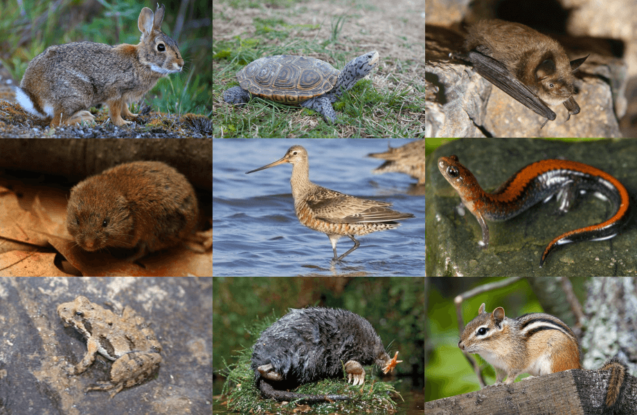 Delaware's Native Animals Quiz - By loesje11