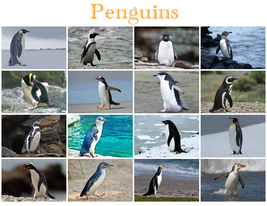 Animals - Penguins Quiz - By kfastic