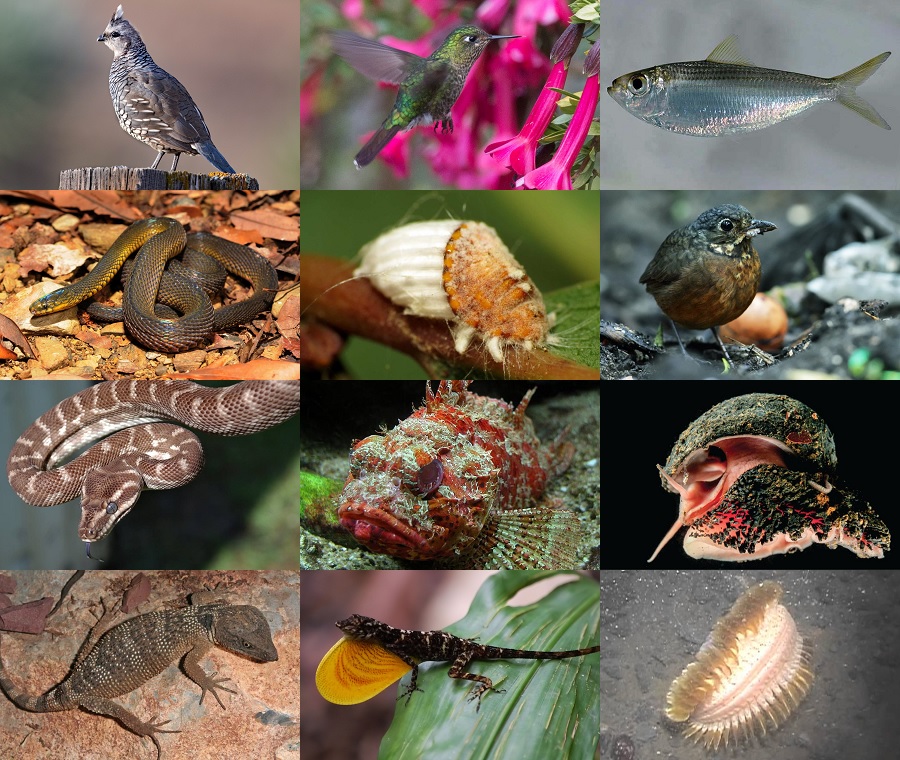 Find the Scale Animals Quiz - By alvir28