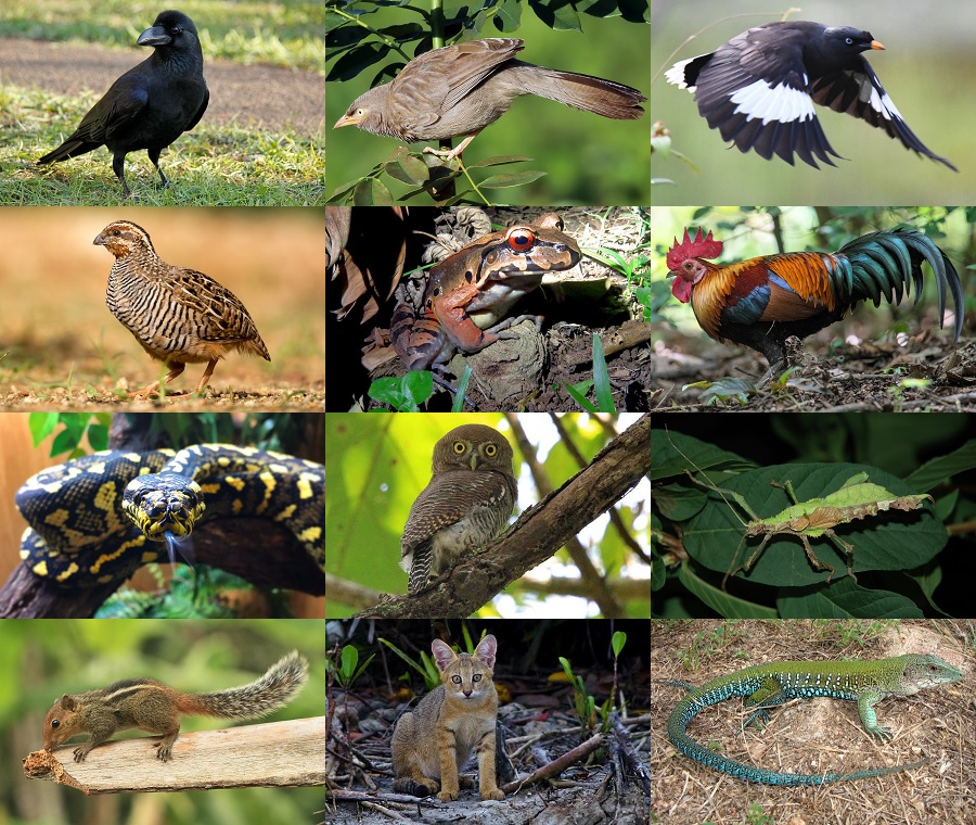 Find the Jungle Animals Quiz - By alvir28