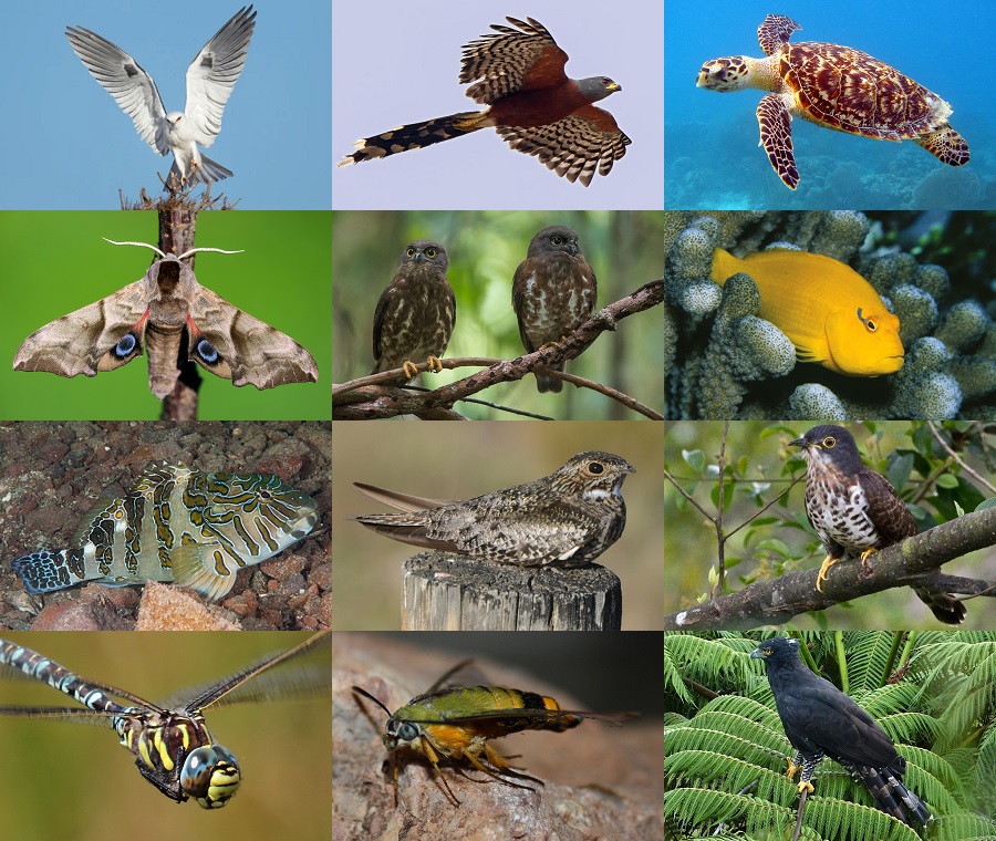 Find the Hawk Animals II Quiz - By alvir28