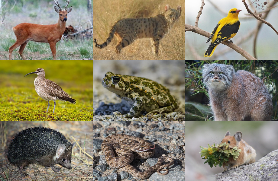 Kazakhstan's Native Animals Quiz - By Pigeonface