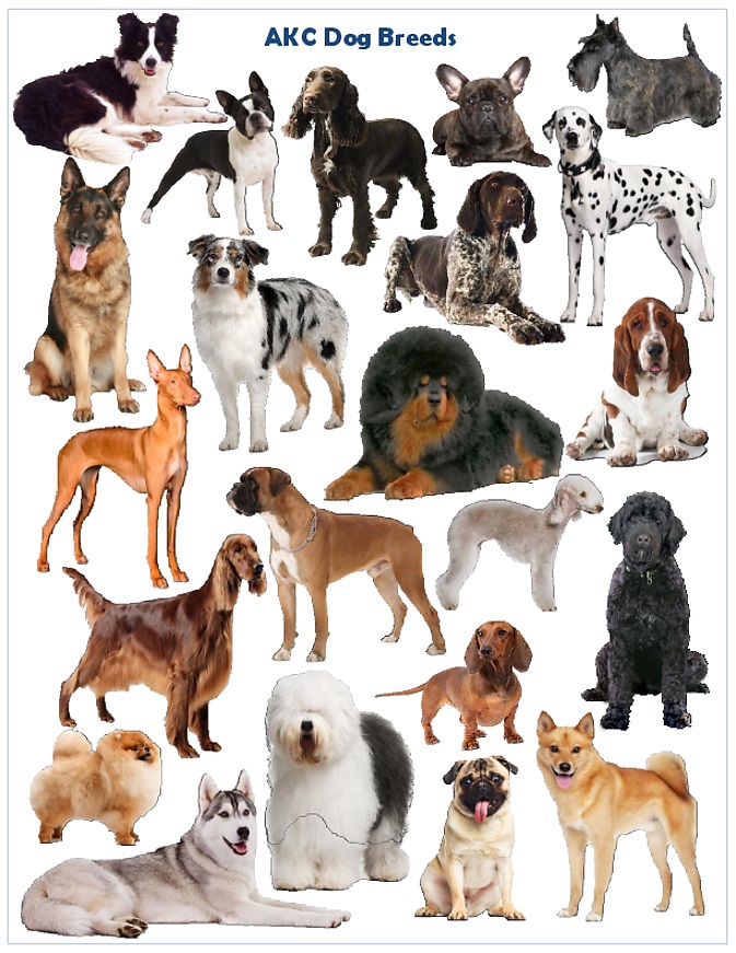 Dog Breed Quiz - By jessikagillis