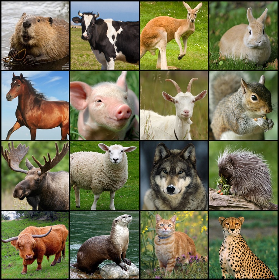 Picture Click: Spanish Mammals Quiz - By KStericker
