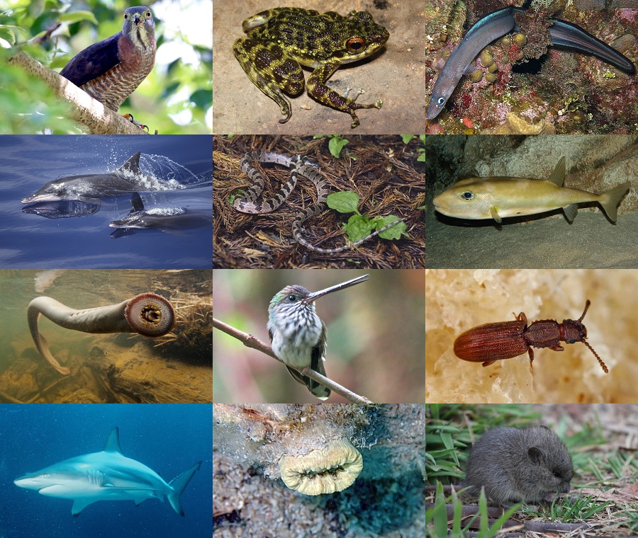 Find the Tooth Animals Quiz - By alvir28