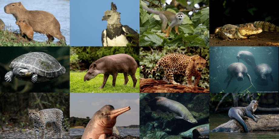 Animals of Jaú National Park Quiz - By HugoNL2800
