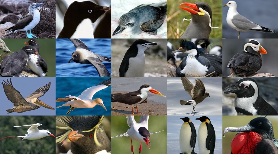 Marine Birds Quiz - By Scuadrado