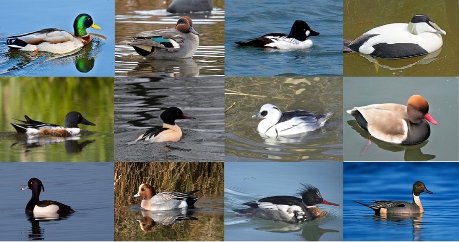 British Ducks Picture Click Quiz - By Woorsie