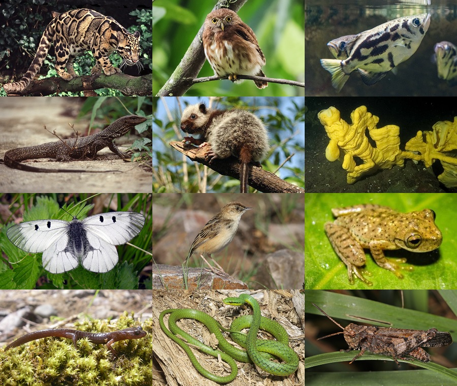 Find the Cloud Animals Quiz - By alvir28