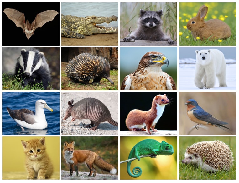 Sonic Animals Picture Click Quiz - By chaosBEE