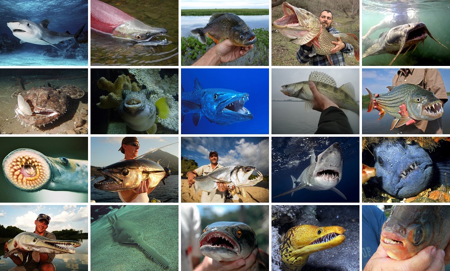 Find Some Toothy Fish Quiz - By timmylemoine1