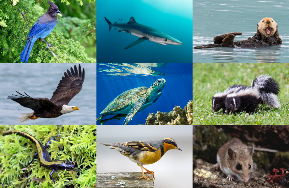 Washington's Native Animals Quiz - By nibperrychub