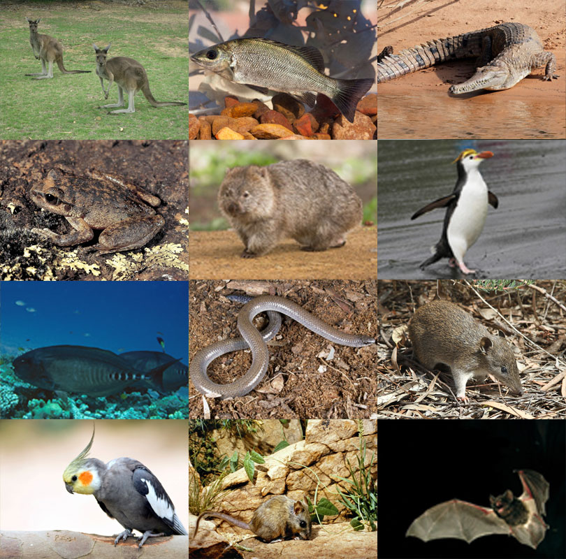 Endemic Animals: Australia Quiz - By Slinenfest