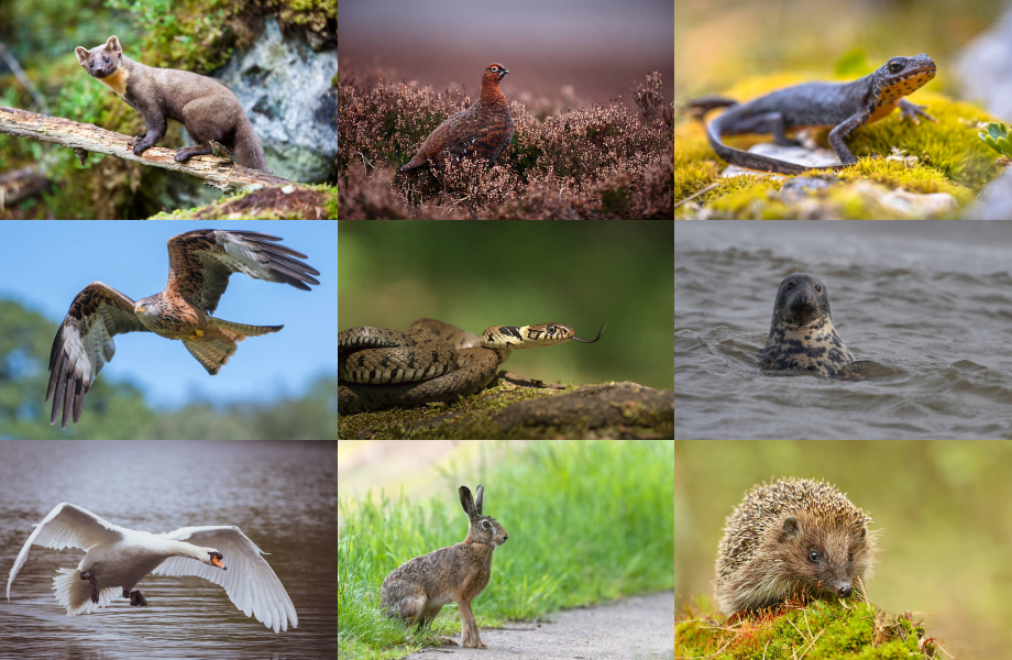 Wales' Native Animals Quiz - By Pigeonface