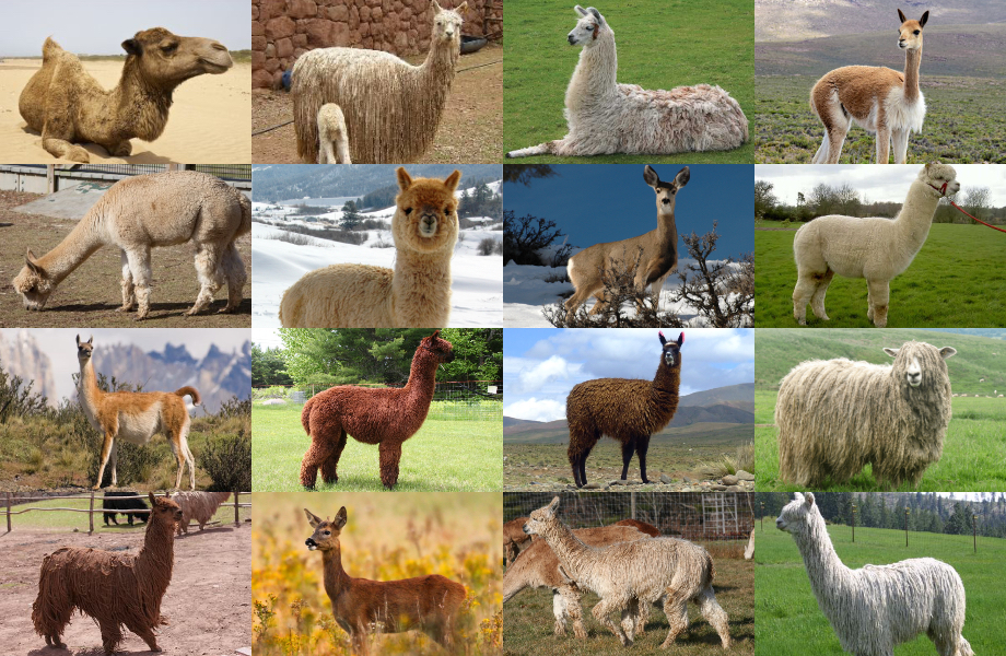 Click an Alpaca! Quiz - By Perspektive